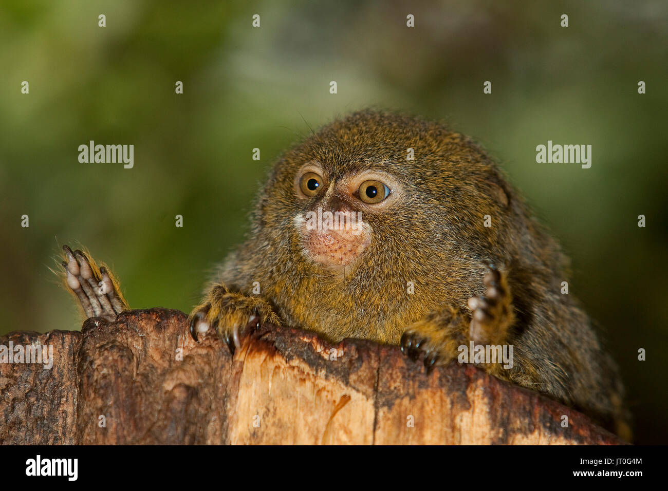 PYGMY MARMOSET callithrix pygmaea , ADULT ON A BRANCH AGAINST GREEN ...