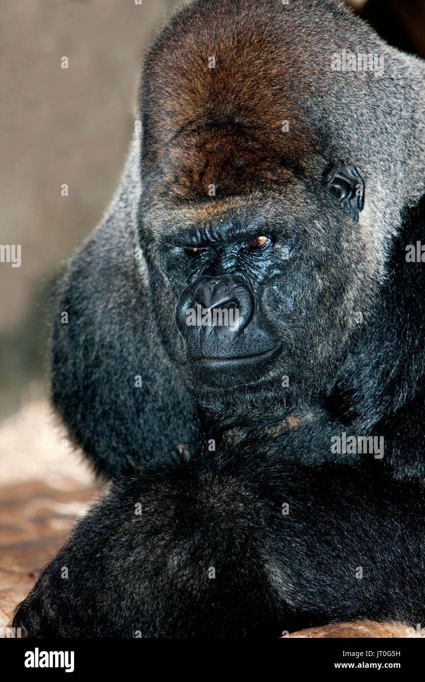 Eastern Lowland Gorilla Stock Photos & Eastern Lowland Gorilla Stock ...