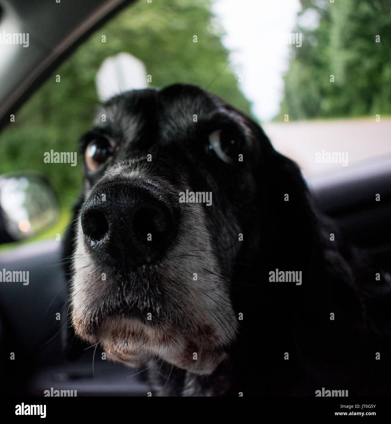 Black dog face hi-res stock photography and images - Alamy