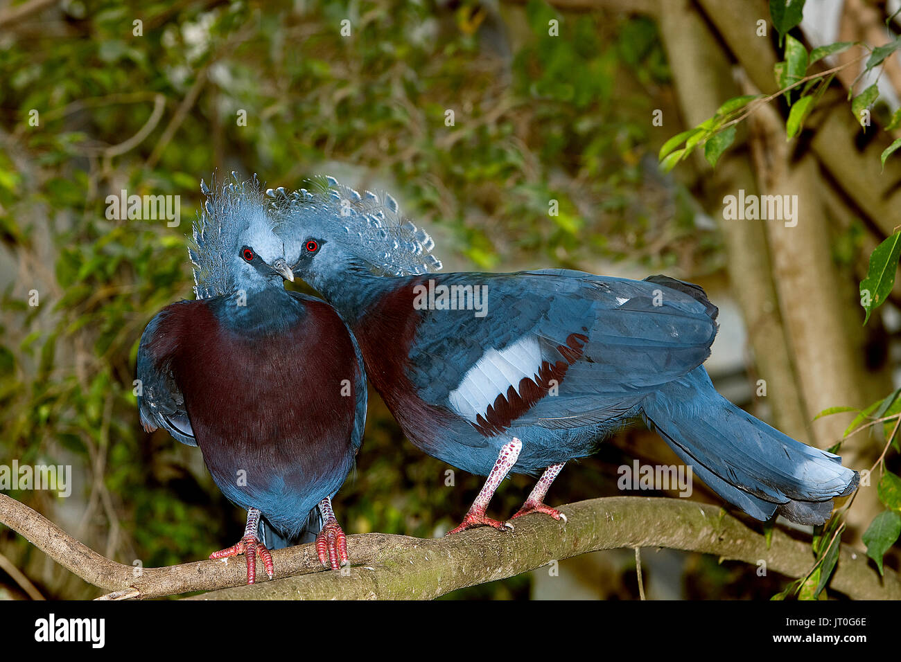 Goura victoria goura victoria pair hi-res stock photography and images ...