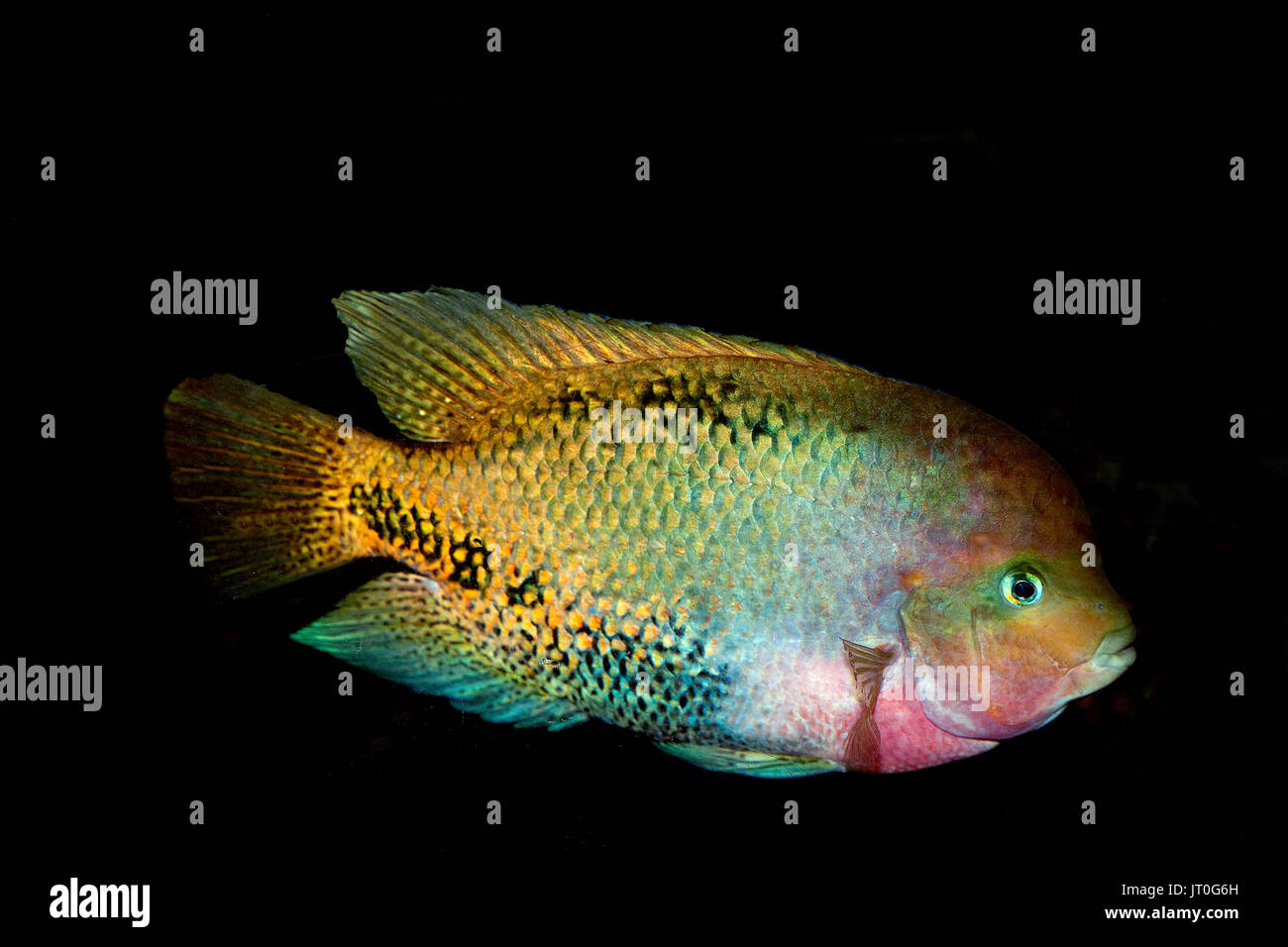 RED-HEADED CICHLID cichlasoma synspilum AGAINT BLACK BACKGROUND Stock ...