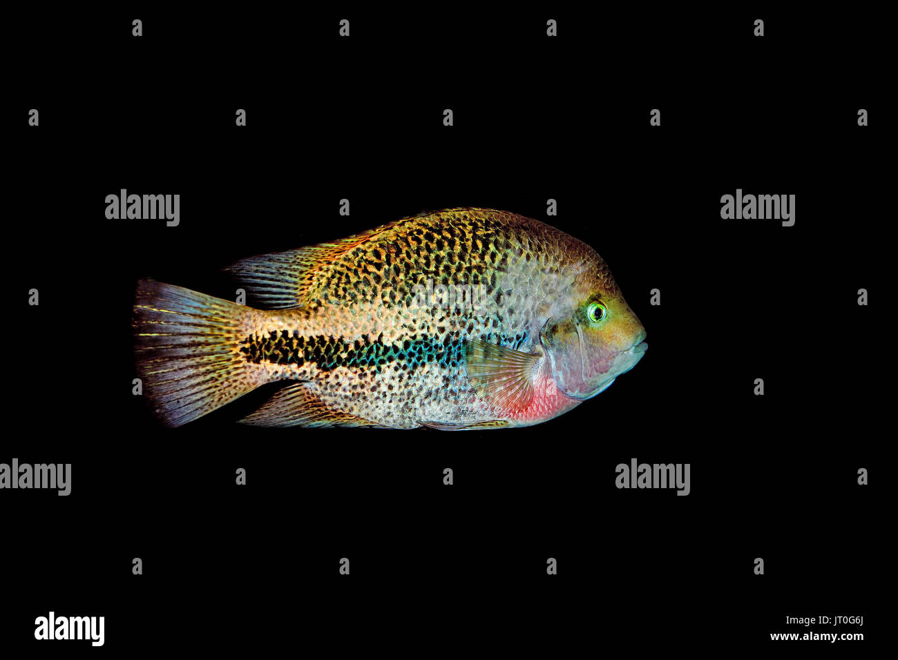RED-HEADED CICHLID cichlasoma synspilum AGAINT BLACK BACKGROUND Stock ...