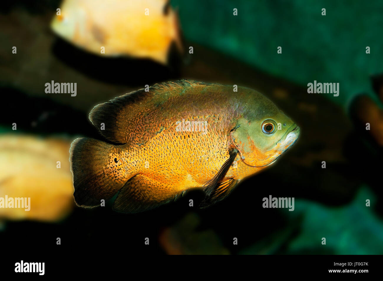 Golden Oscar Fish