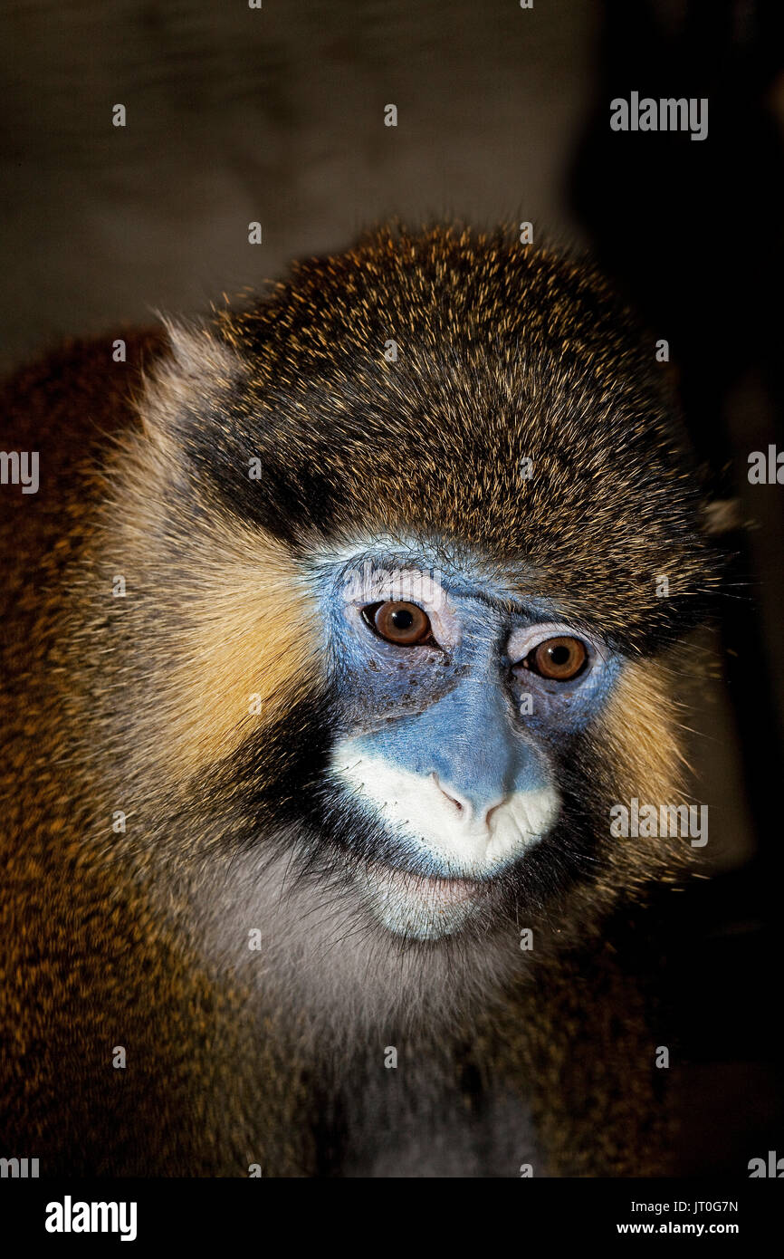 HEAD CLOSE-UP OF MOUSTACHED MONKEY OR MUSTACHED MONKEY cercopithecus ...