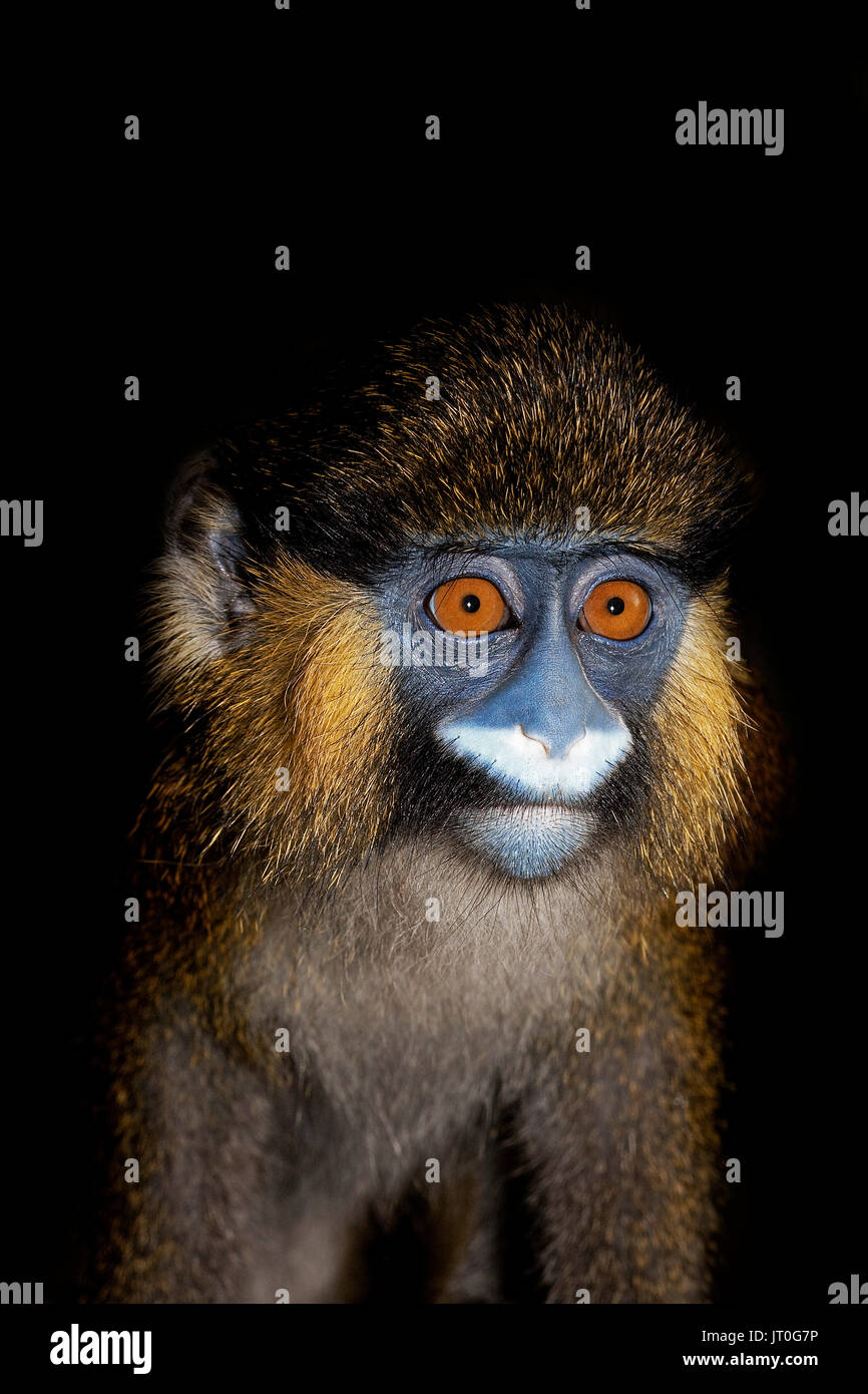 Cercopithecus cephus hi-res stock photography and images - Alamy