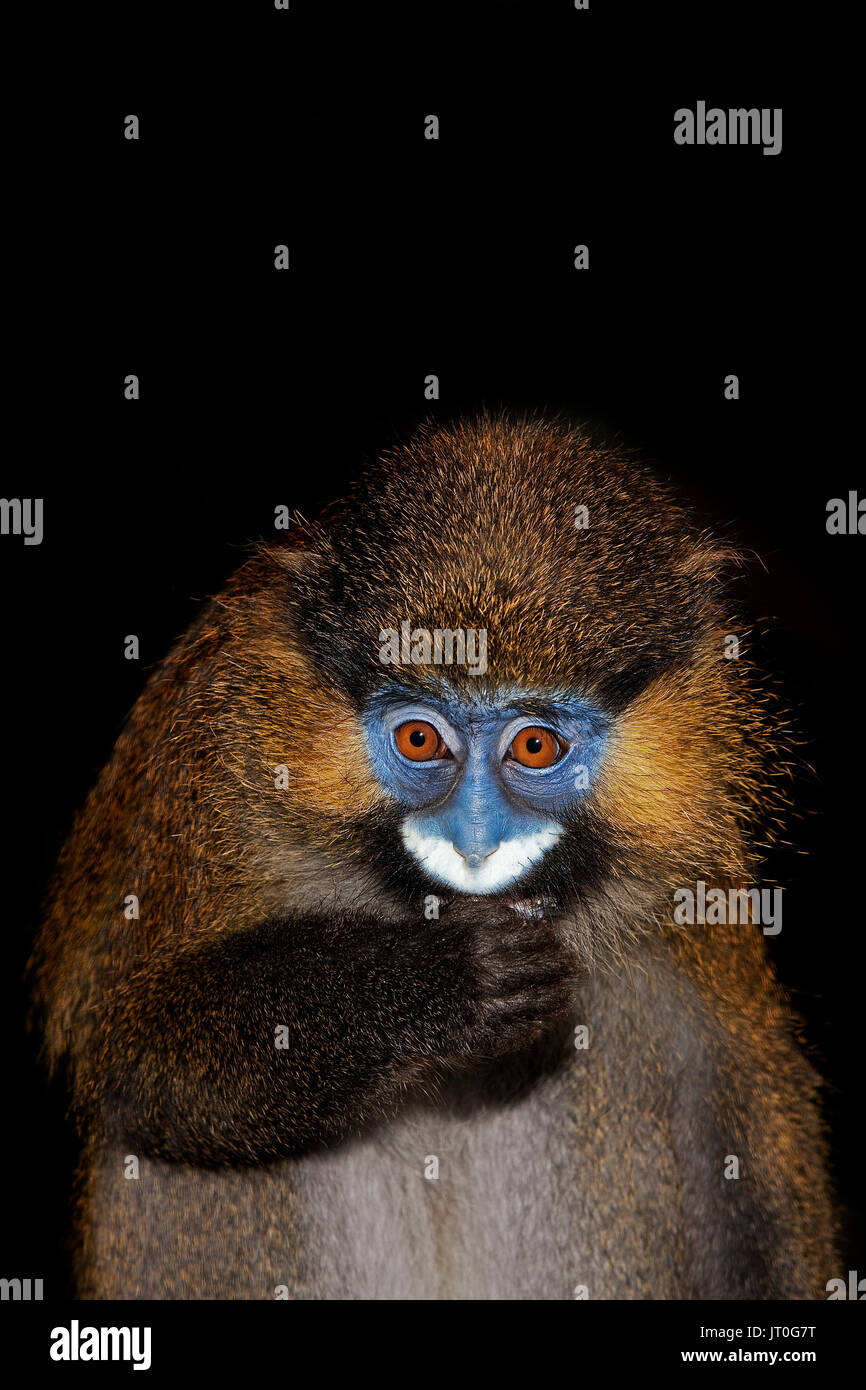 MOUSTACHED MONKEY OR MUSTACHED MONKEY cercopithecus cephus EATING ...