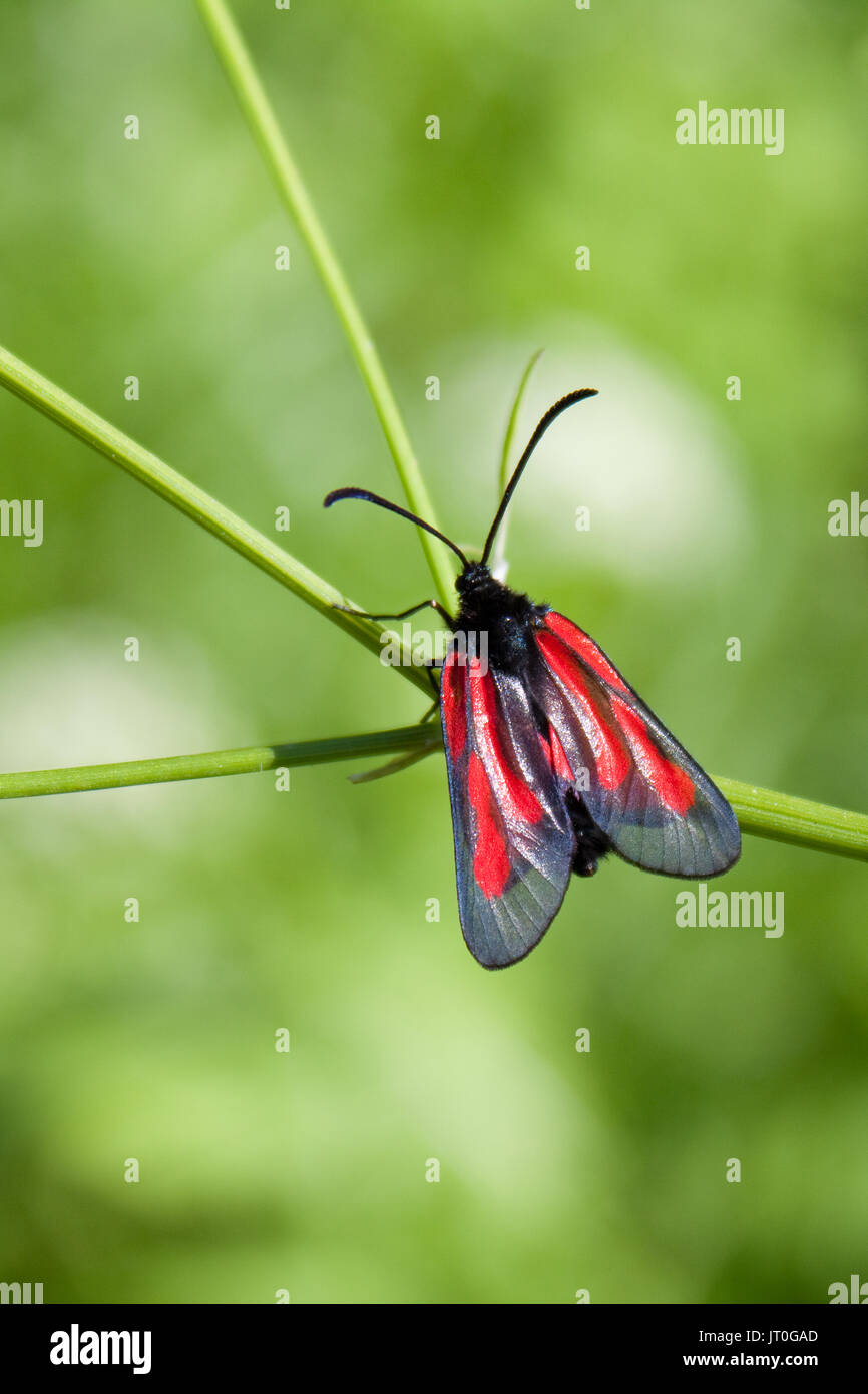 Genus zygaena hi-res stock photography and images - Alamy