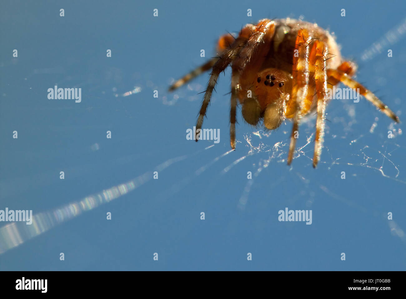 Spider Climbing A Web High Resolution Stock Photography and Images - Alamy