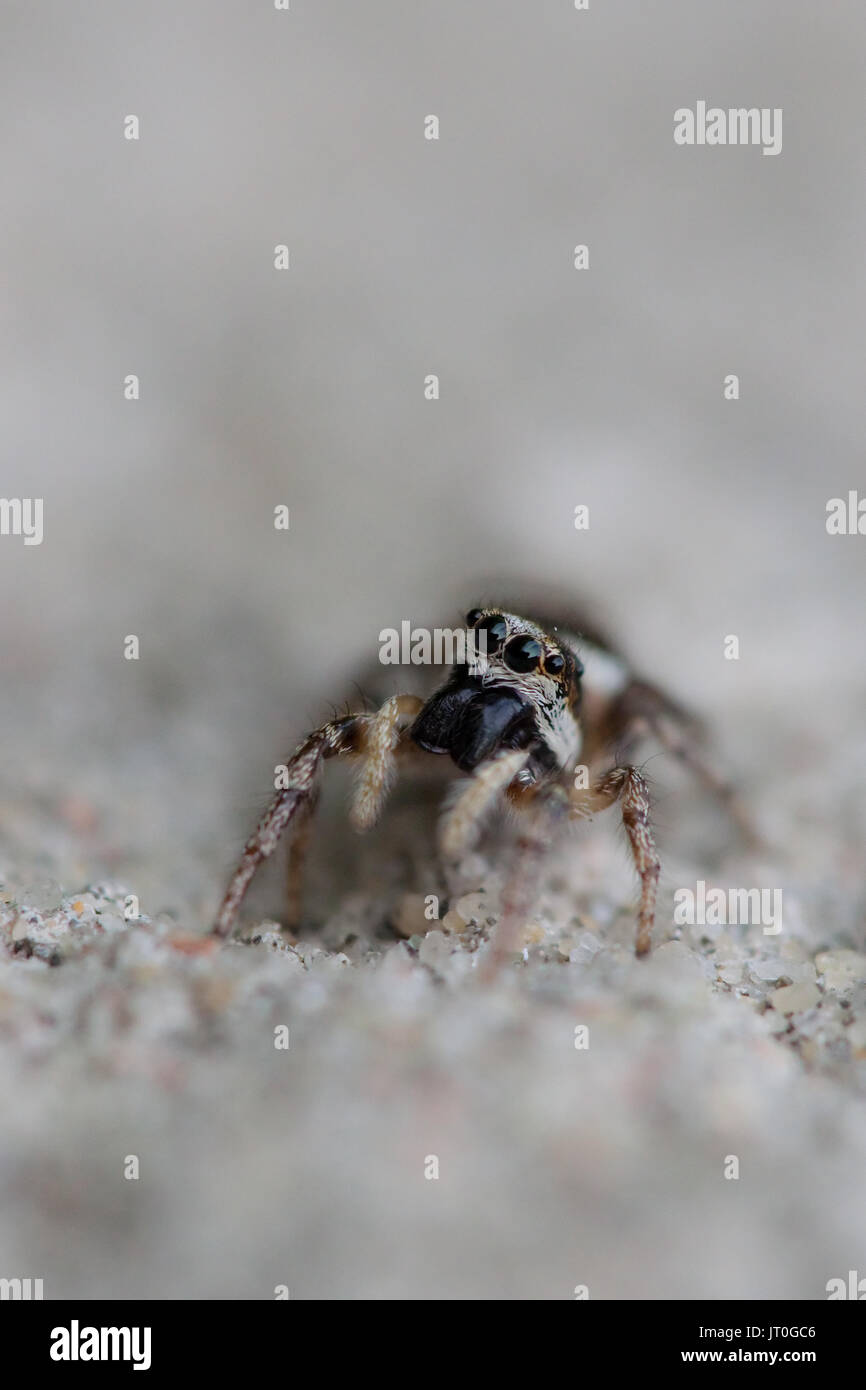 A jumping spider (salticus scenicus) sunbathing on a building wall ...