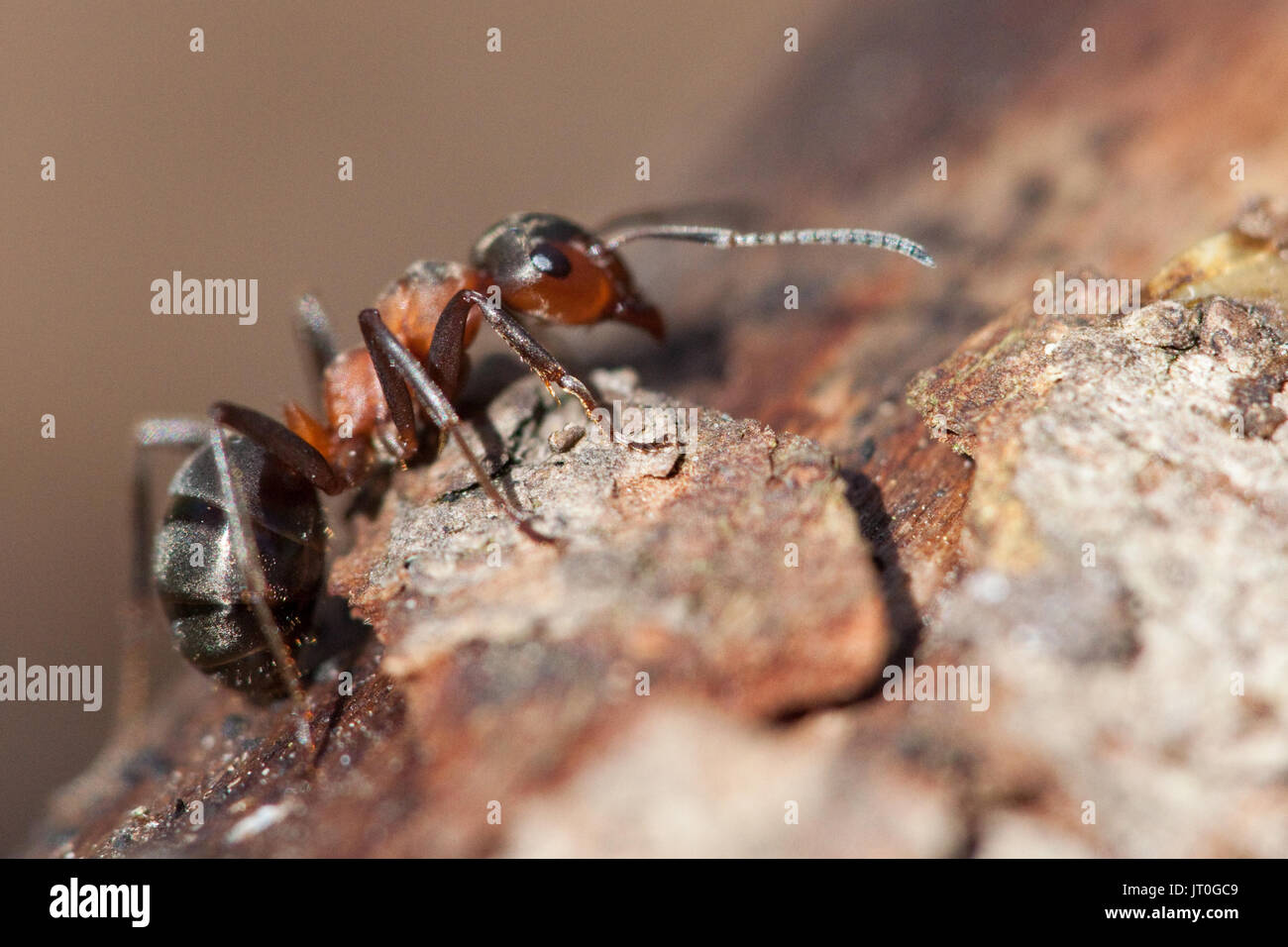 Formica fusca hi-res stock photography and images - Alamy