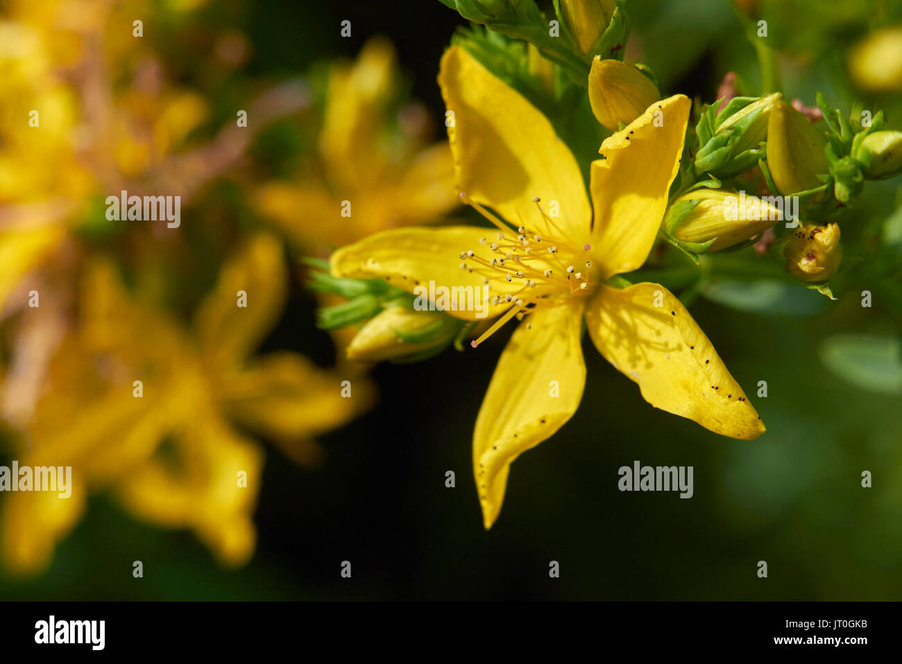Hypericum flower cluster hi-res stock photography and images - Alamy