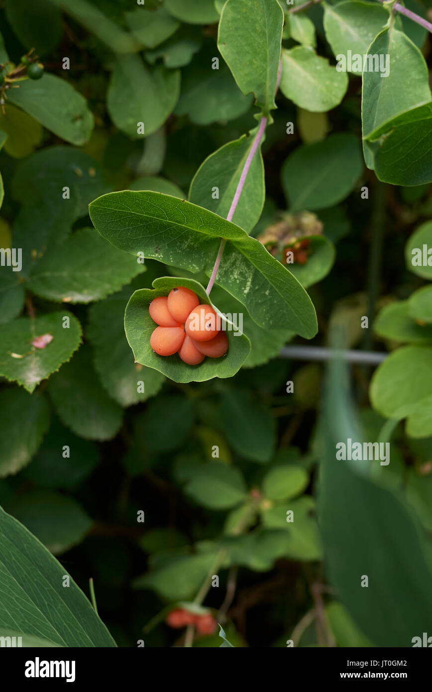 Lonicera caprifolium fruits Stock Photo - Alamy