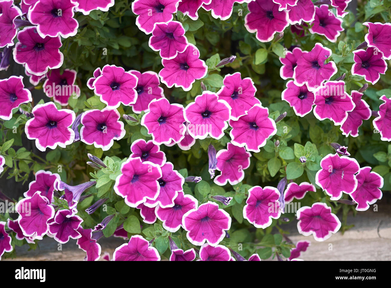 Vivid petunia garden flower hi-res stock photography and images - Alamy