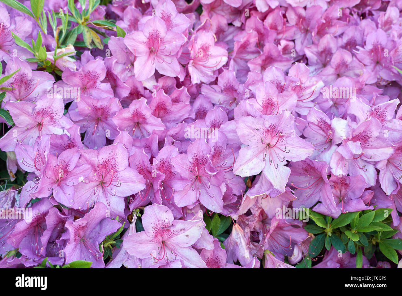 Azalea white purple garden hi-res stock photography and images - Alamy