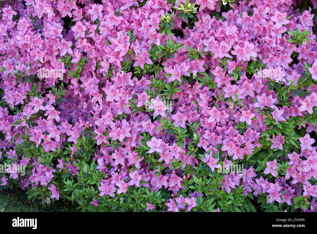 Azalea Purple High Resolution Stock Photography and Images - Alamy