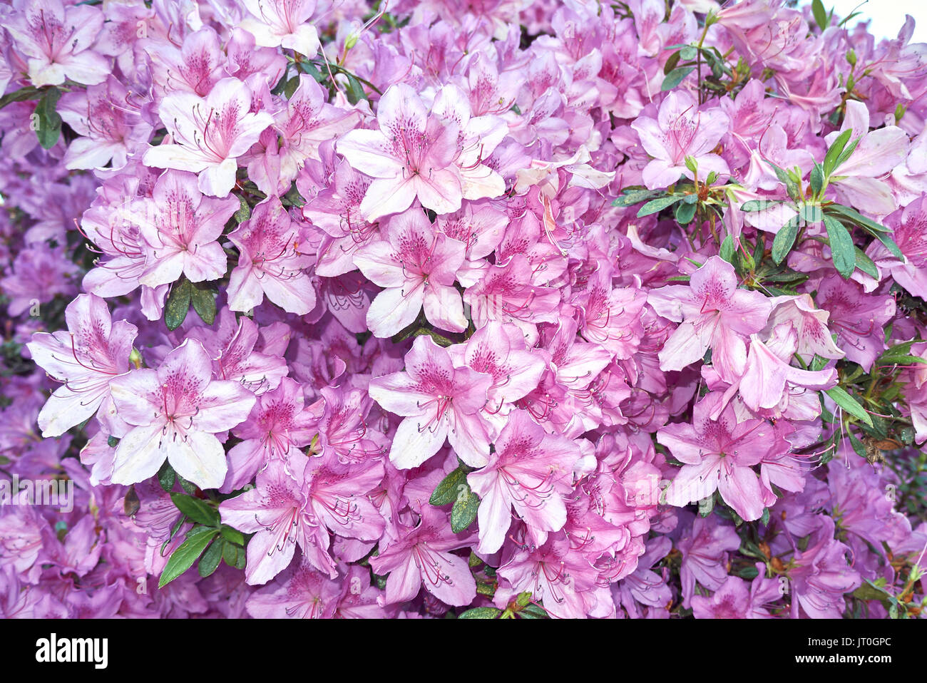 Evergreen azalea purple hi-res stock photography and images - Alamy