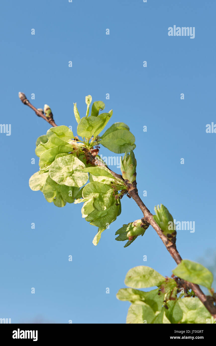 Samara botanical garden hi-res stock photography and images - Alamy