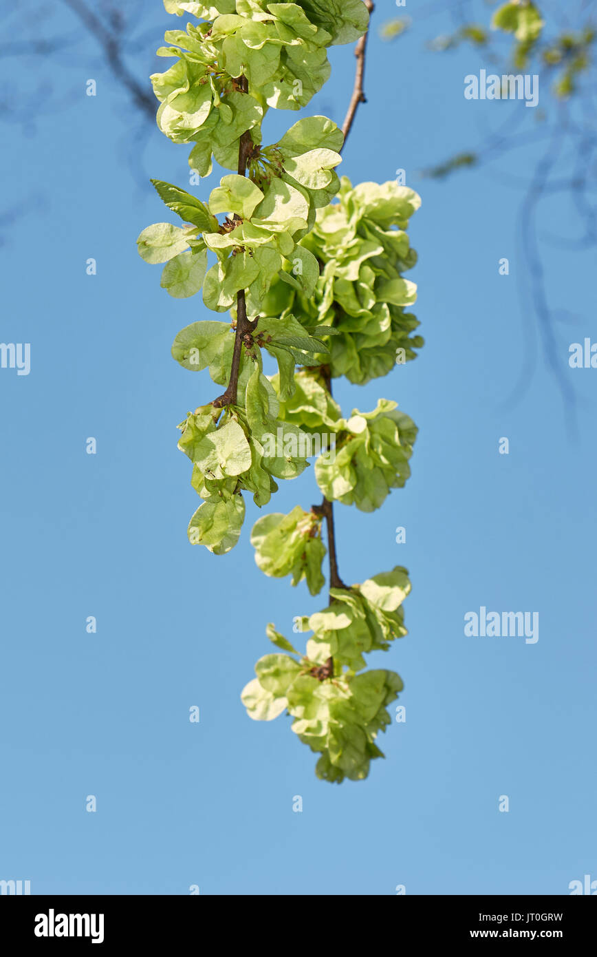 Pale green fruits hi-res stock photography and images - Alamy