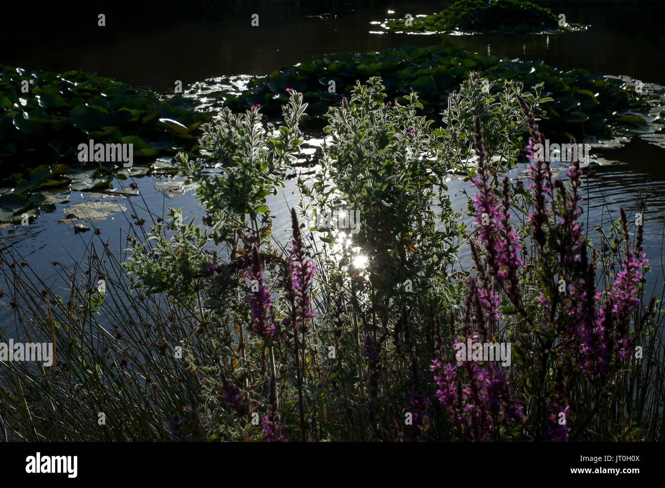 Pond in Rottingdean, east sussex, brighton Stock Photo - Alamy