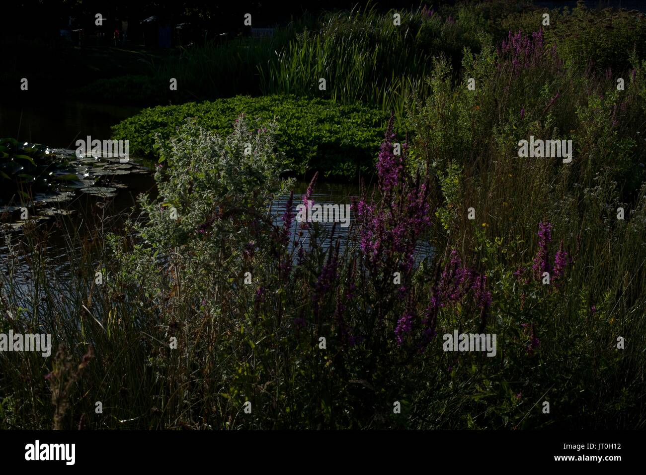 Pond in Rottingdean, east sussex, brighton Stock Photo - Alamy