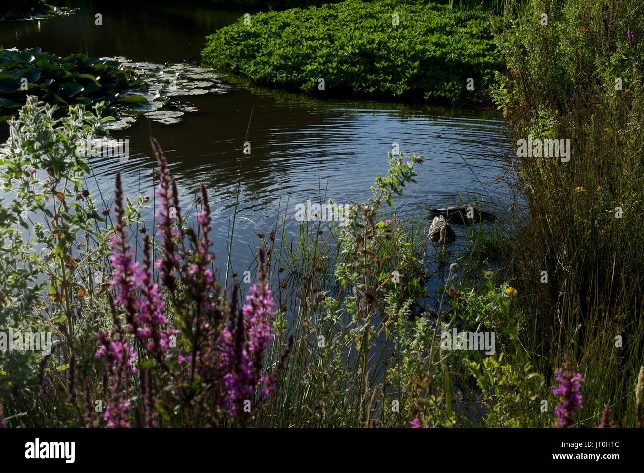 Pond in Rottingdean, east sussex, brighton Stock Photo - Alamy