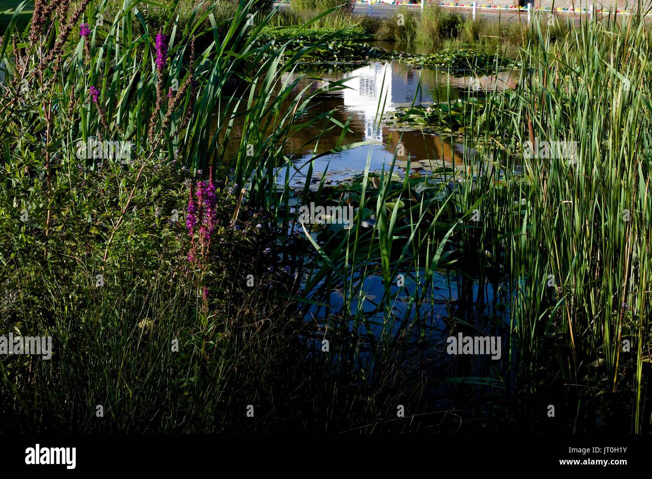 Rottingdean pond hi-res stock photography and images - Alamy