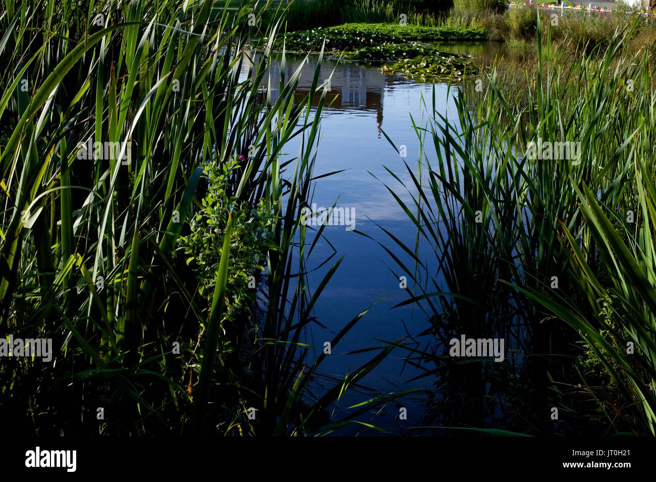 Pond in Rottingdean, east sussex, brighton Stock Photo - Alamy