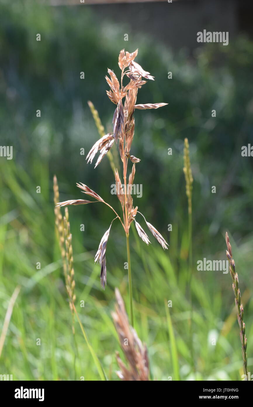 Wild wheat hi-res stock photography and images - Alamy