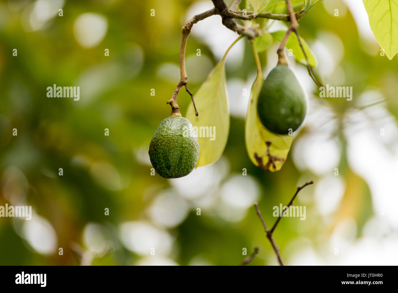 Avocado pear tree hi-res stock photography and images - Alamy
