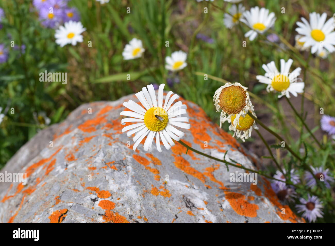 white prairie aster flowers Stock Photo - Alamy