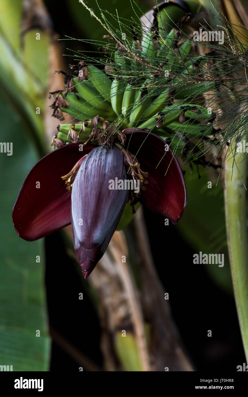 Banana tree flower blooming in Addis Ababa Ethiopia Stock Photo - Alamy