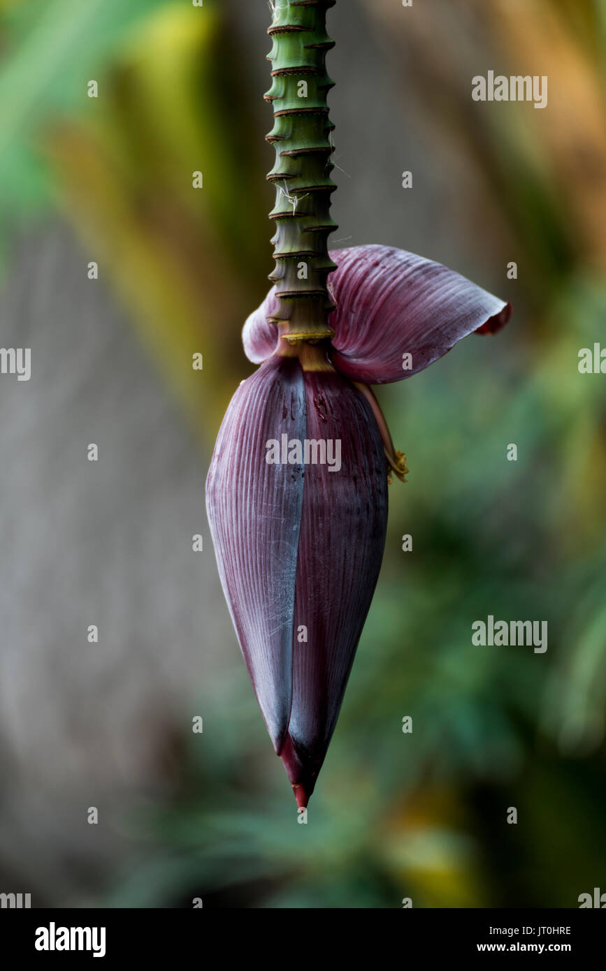 Banana tree flower hi-res stock photography and images - Alamy