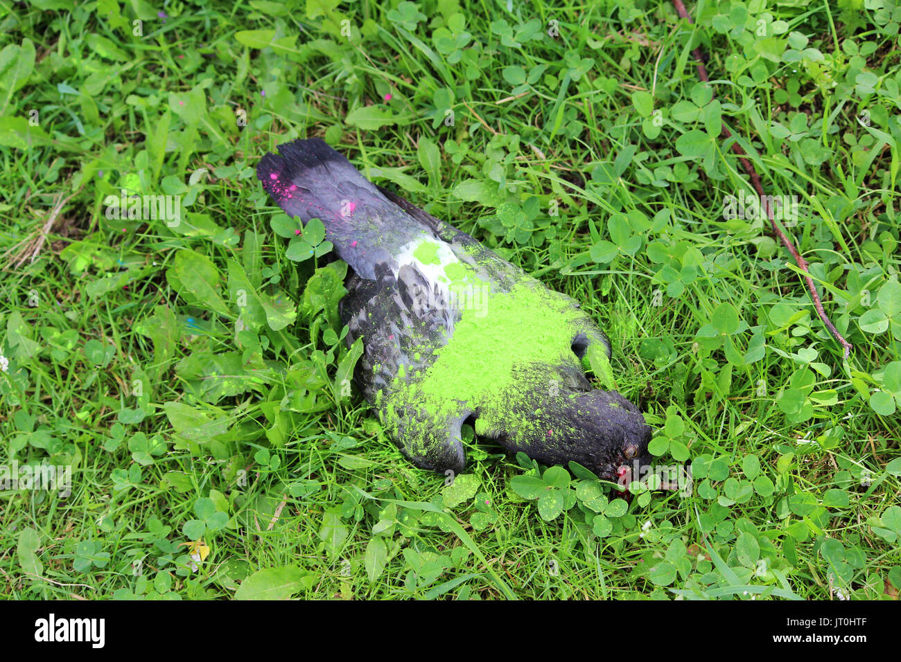 The contrast of the holiday and death. Dead bird pigeon lies on the ...