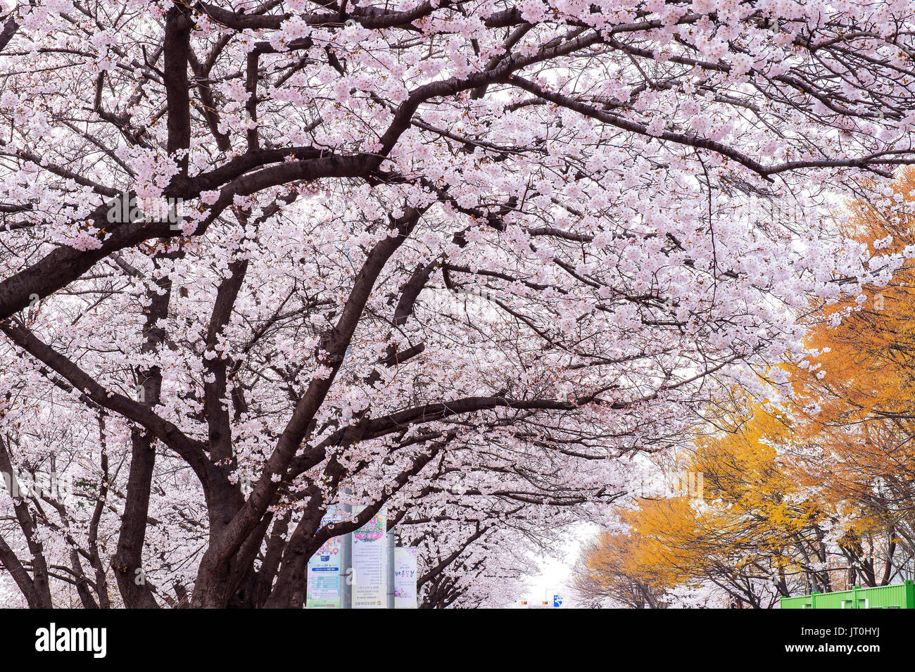 SEOUL,KOREA - APRIL 7 : Seoul cherry blossom festival in Korea.Tourists ...