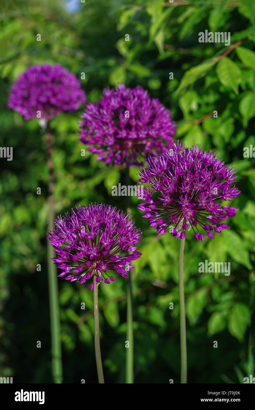 Ornamental alliums hi-res stock photography and images - Alamy