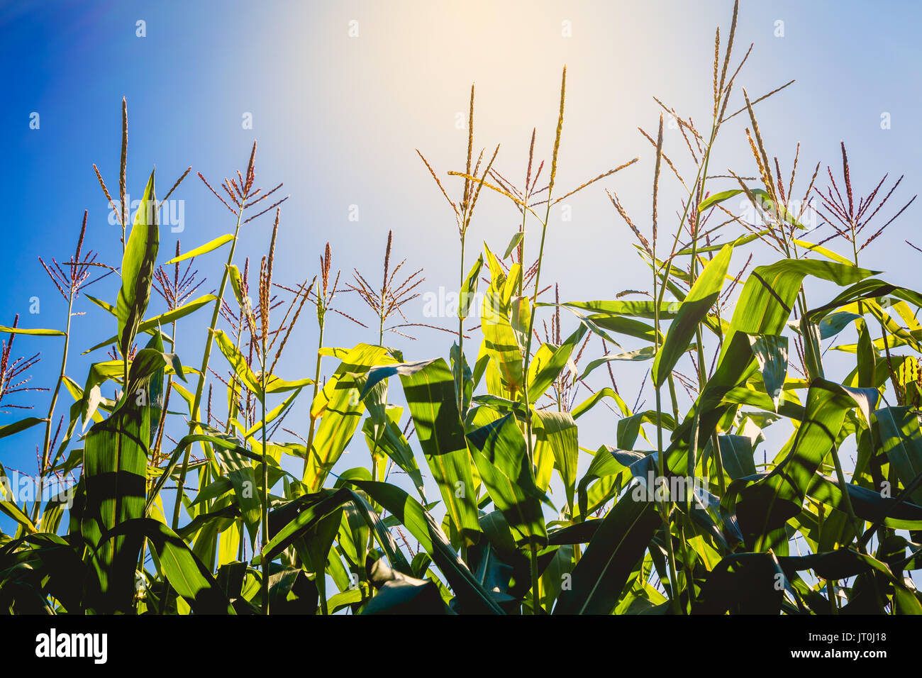 Sun blazing down on a field of corn Stock Photo - Alamy