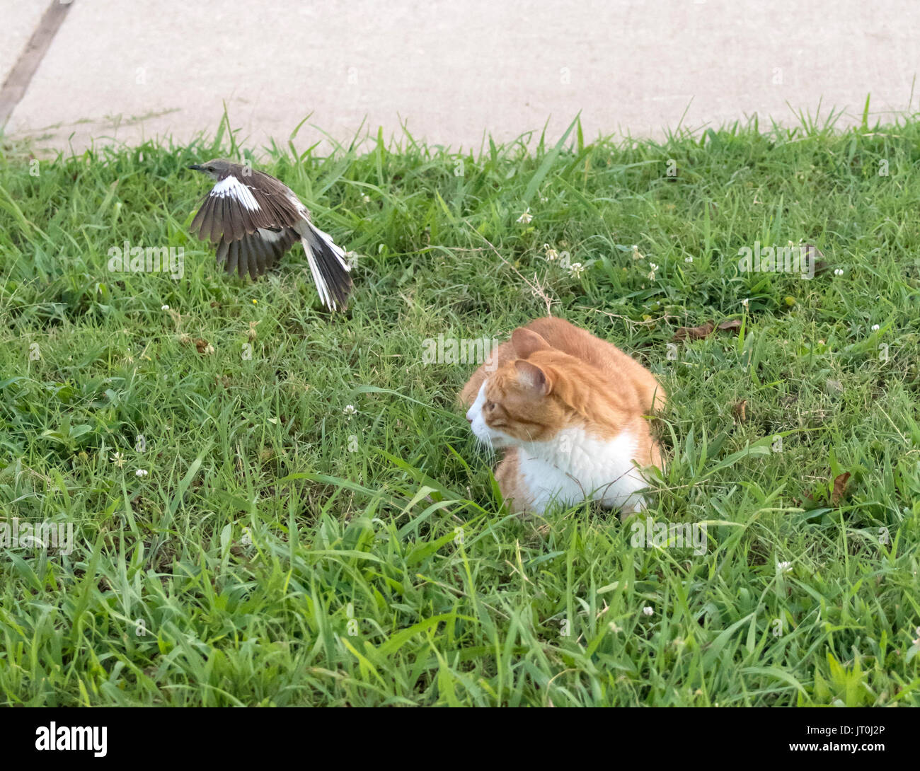 A mocking bird, Mimus, polyglottos, tries to drive a house cat from the ...