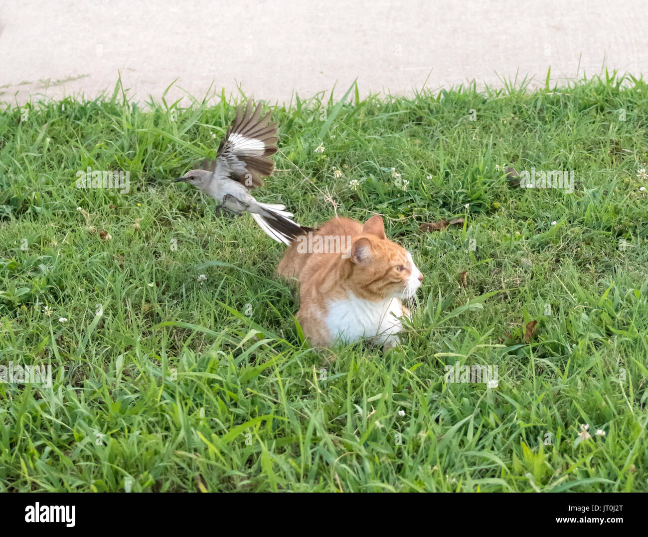 Mockingbird nest hi-res stock photography and images - Alamy