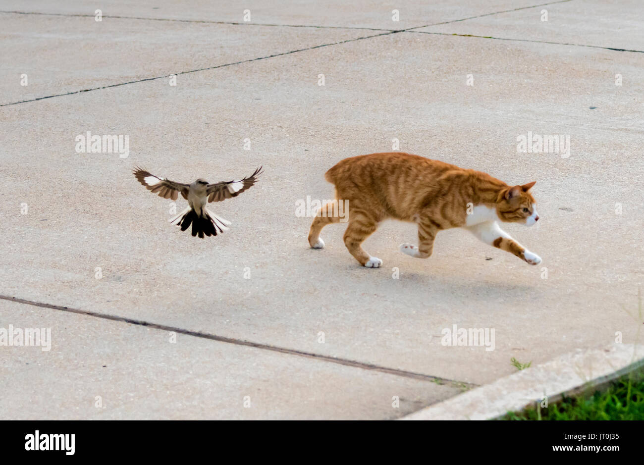 Bird Attack Cat