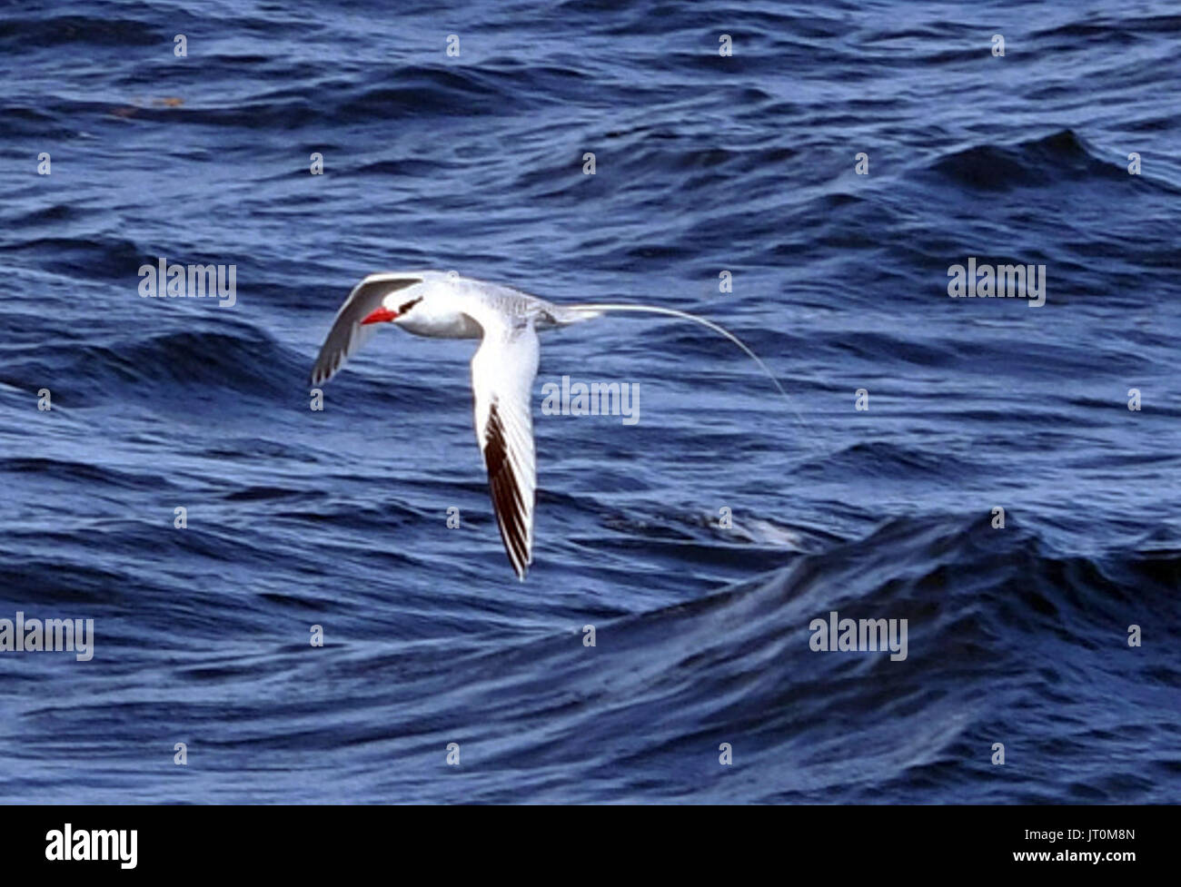 06 August 2017 - Seal Island, Maine - Red-billed Tropicbird. "Seal ...