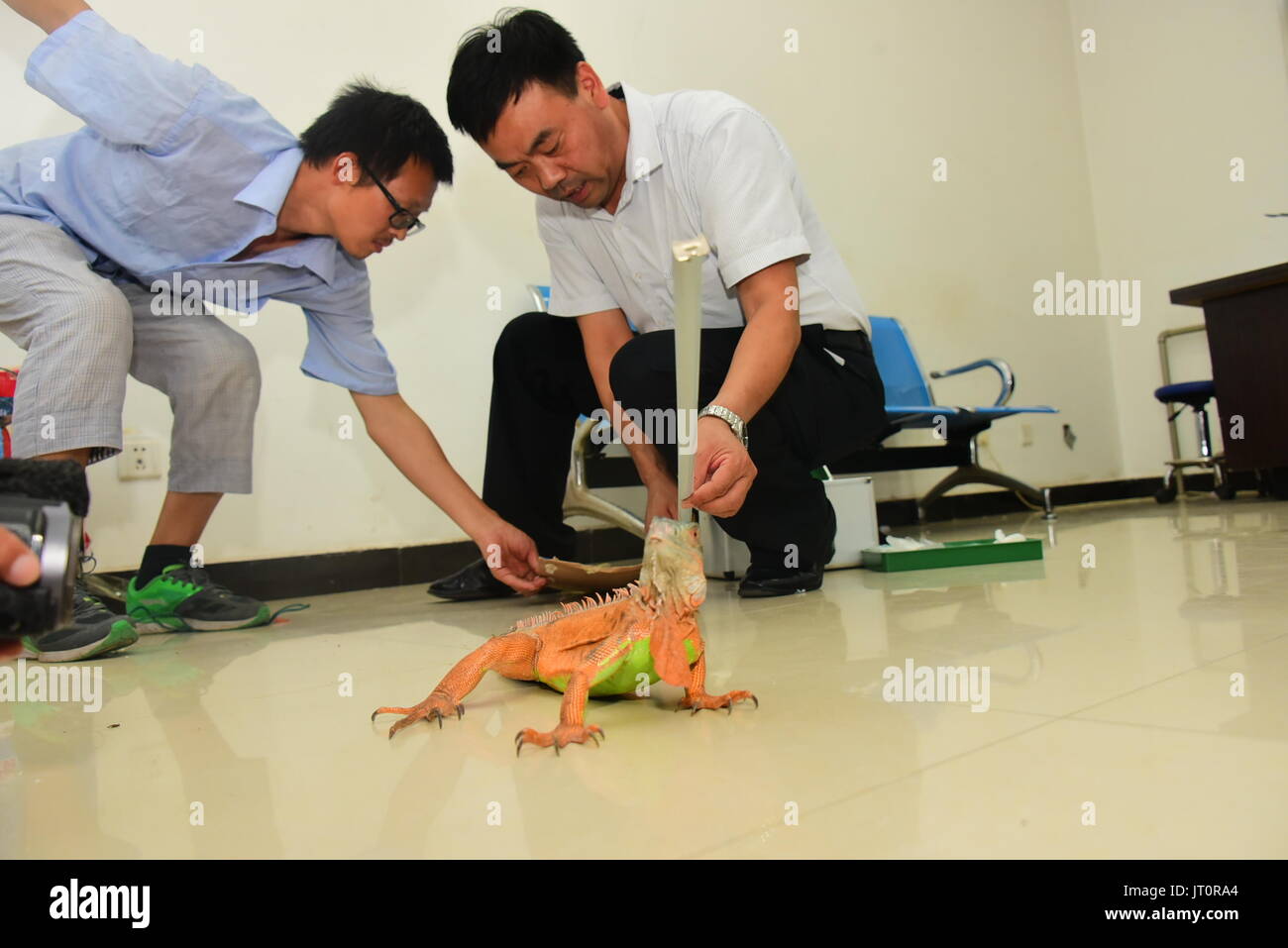 Scared lizard High Resolution Stock Photography and Images - Alamy