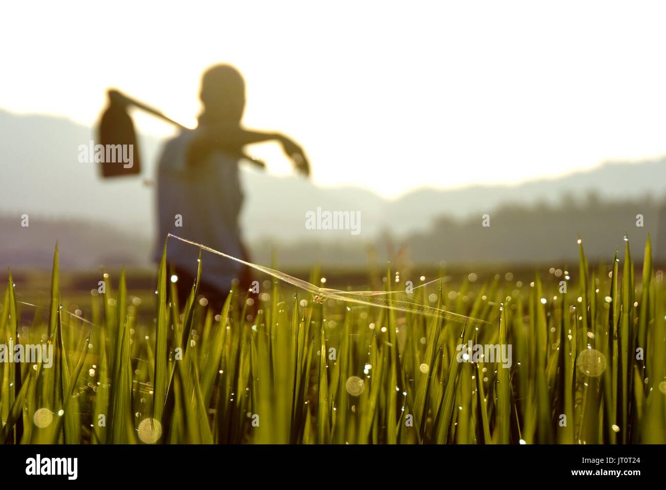 Loudi, China's Hunan Province. 7th Aug, 2017. A farmer works in the ...