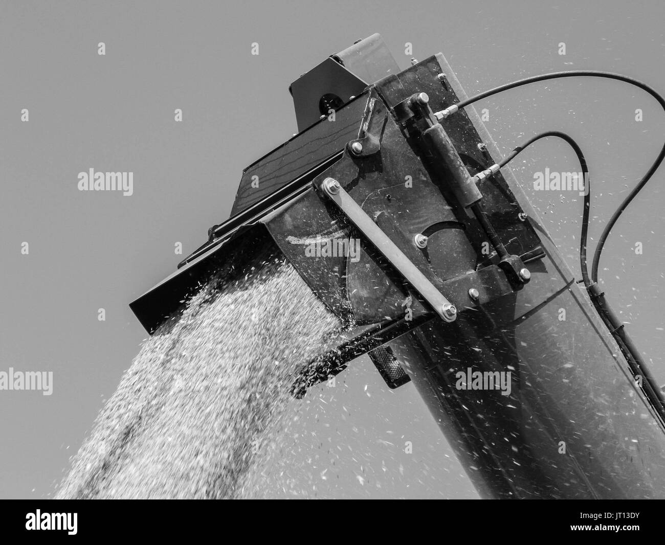 Transporting grain from field to bins Stock Photo - Alamy