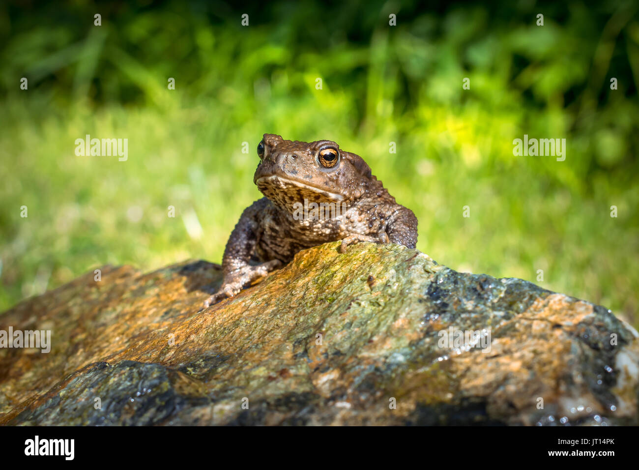Amphibian, Common British Toad / Frog Stock Photo - Alamy