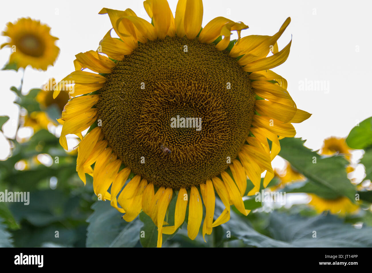 Stem and pedals of sunflower hi-res stock photography and images - Alamy