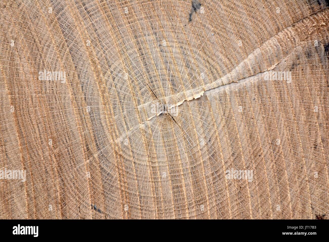 Age tree cut hi-res stock photography and images - Alamy