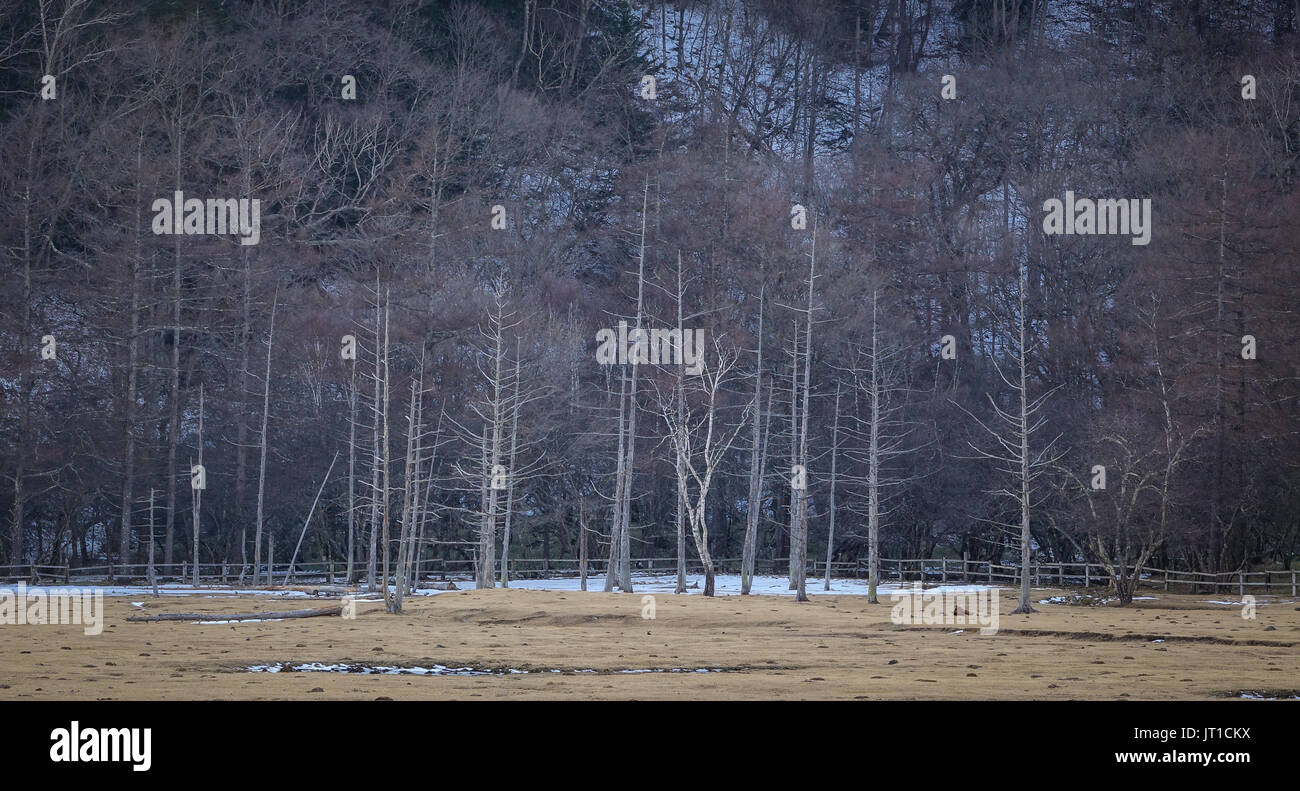 Winter scenery with pine tree forest in Nikko, Japan. Nikko is a city ...