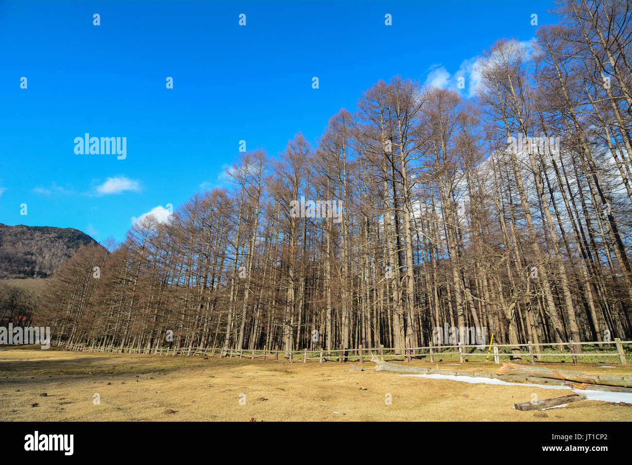 Pine tree forest at sunny day in Nikko, Japan. Nikko is a city located ...