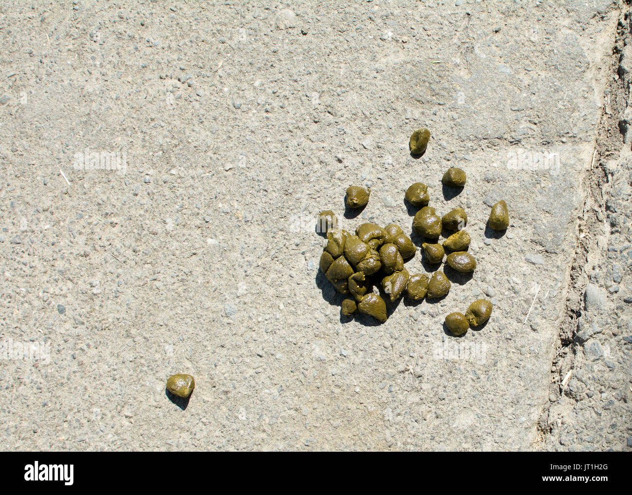 Animal droppings hi-res stock photography and images - Alamy