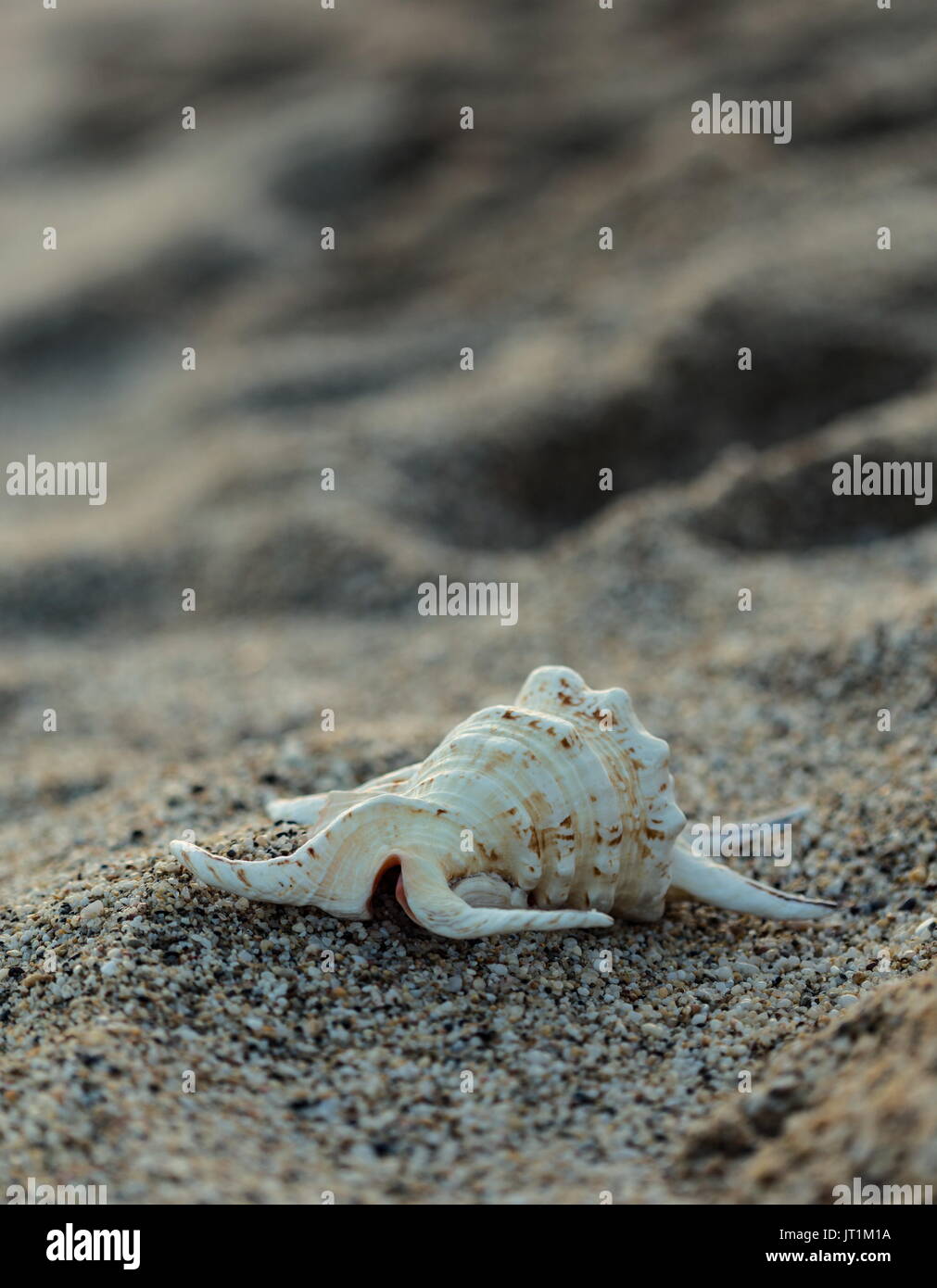 Beatiful large seashell on sand on beach Stock Photo - Alamy